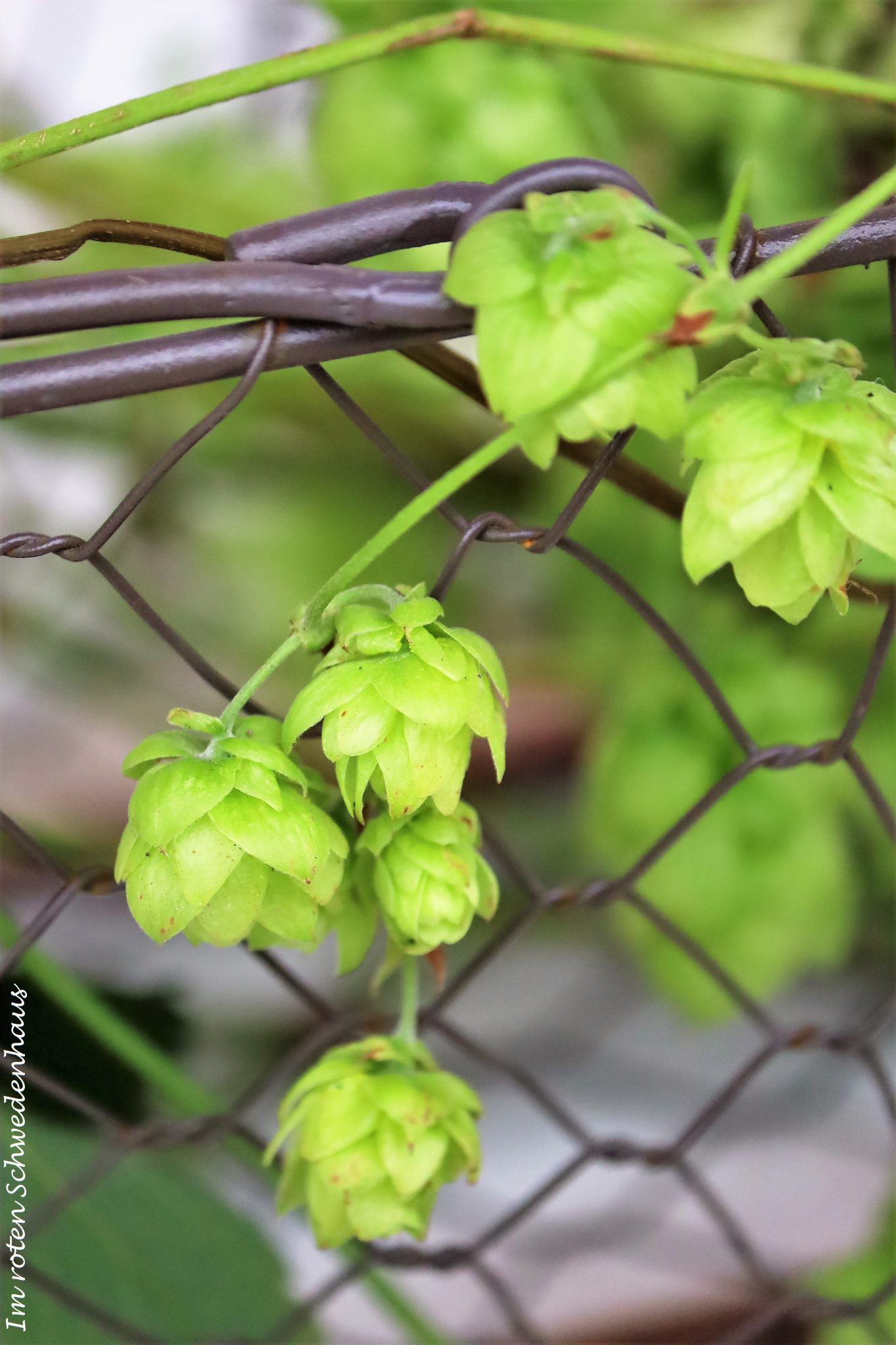Spätsommerdeko mit Hopfen | Im roten Schwedenhaus